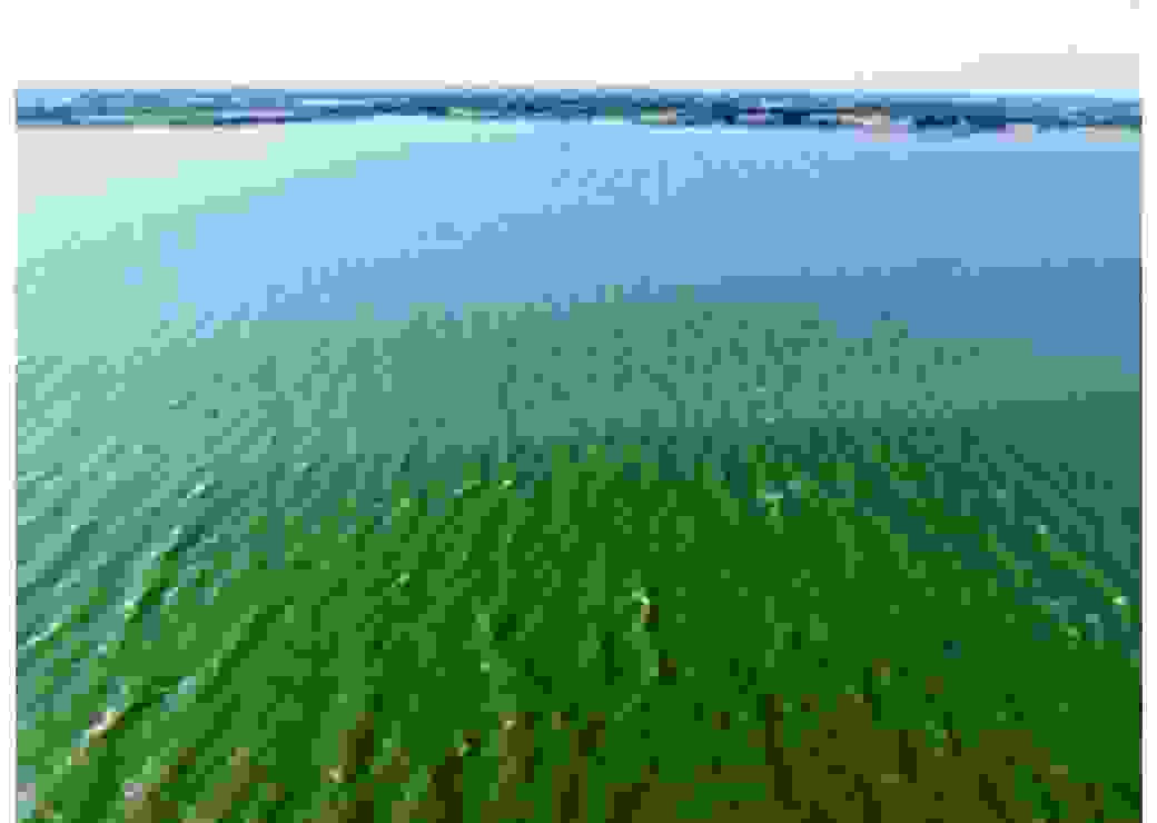 Eutrophisation de l'eau : définition et solutions