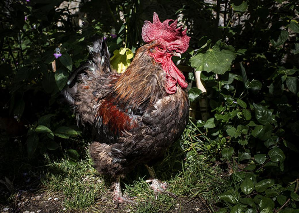 À son procès, le coq Maurice confiant dans son combat pour la ruralité